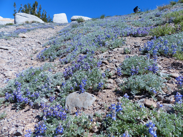 Silver Peak - Climber.Org Trip Report